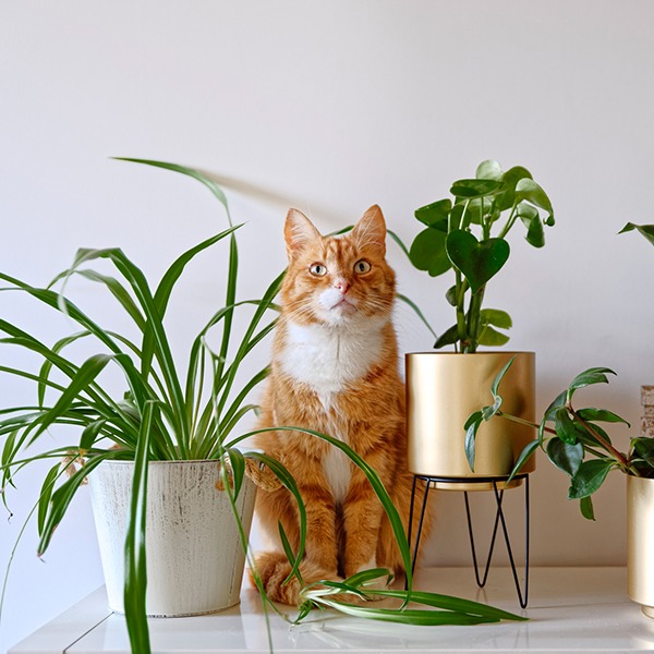 6 Ways to Cultivate a Calm Home - AbleTo